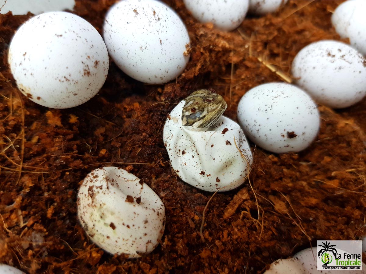 [Sur le vif] Naissance de Pogona henrylawsoni